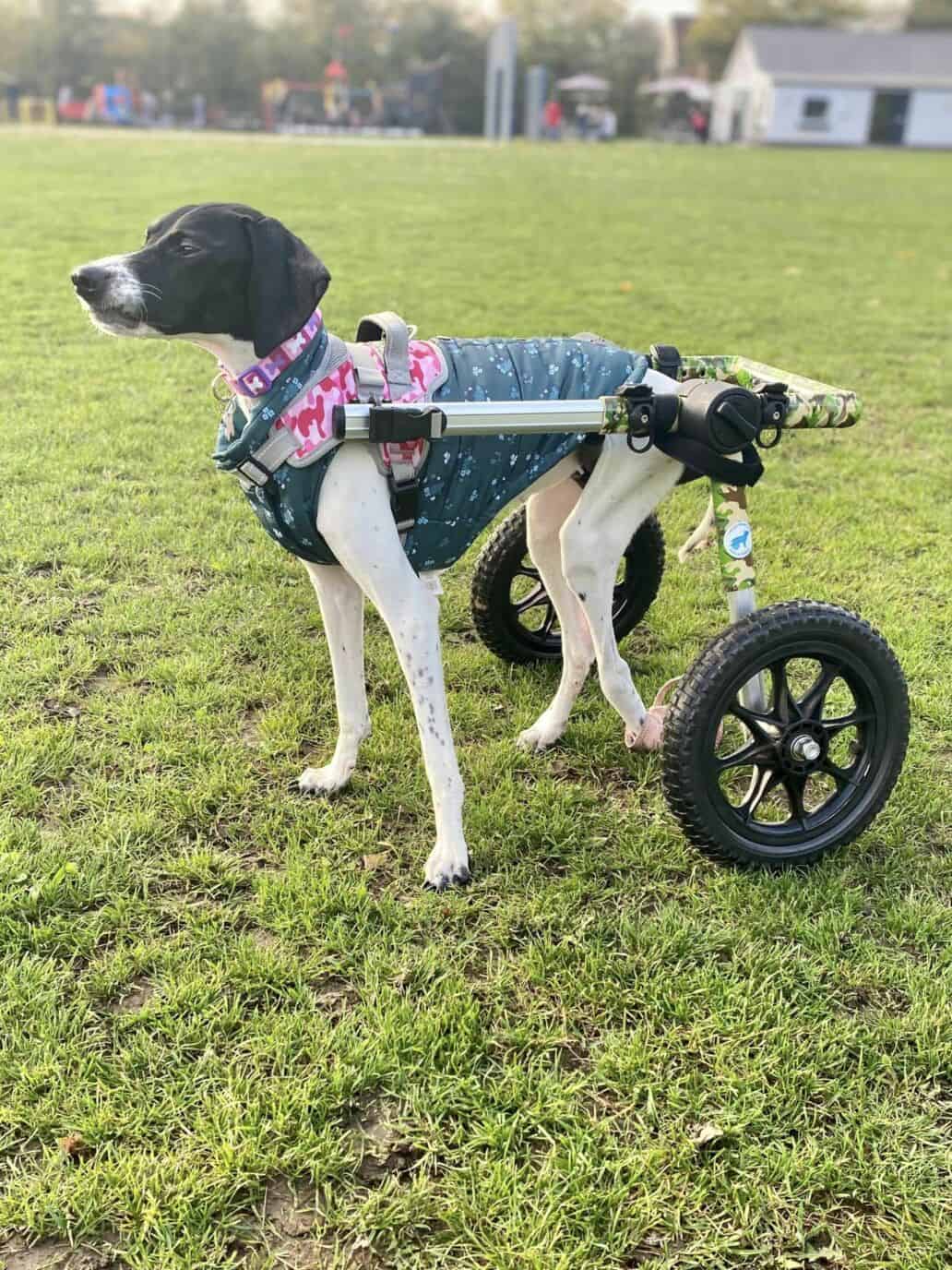 Wheels for Walkies| Charity Team Building | Team Tactics