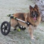 Wheels for Walkies| Charity Team Building | Team Tactics