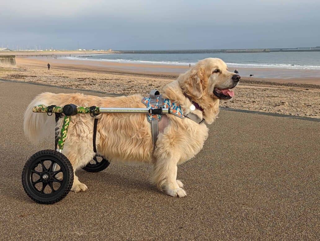 Wheels for Walkies| Charity Team Building | Team Tactics