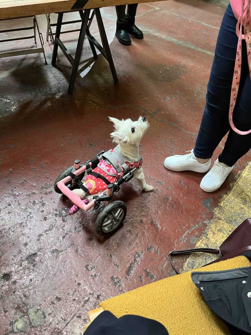 Wheels for Walkies| Charity Team Building | Team Tactics