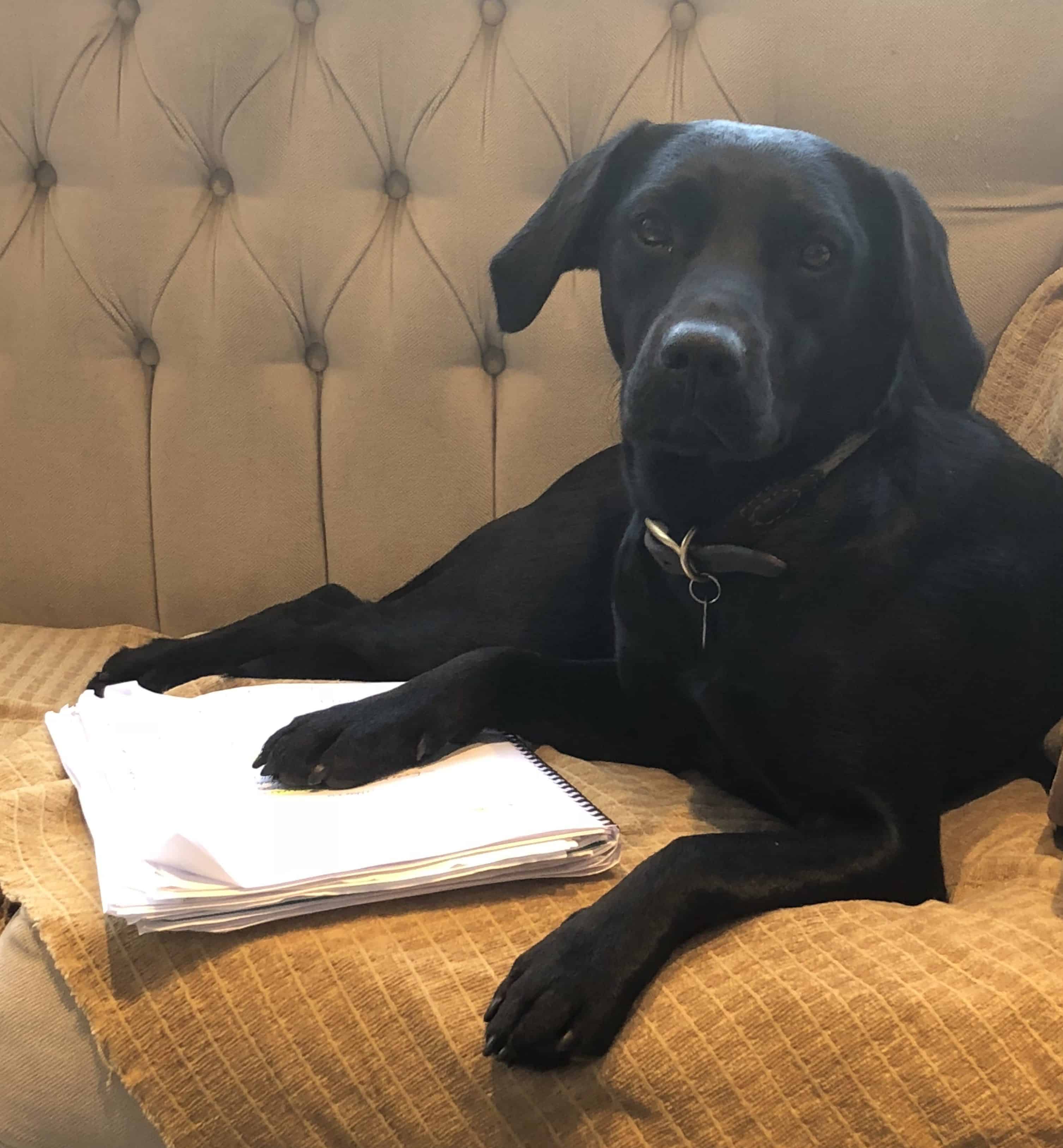 How Do Office Pets Boost Employee Productivity and Motivation? - Team ...