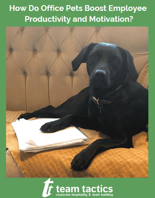 How Do Office Pets Boost Employee Productivity and Motivation? - Team ...